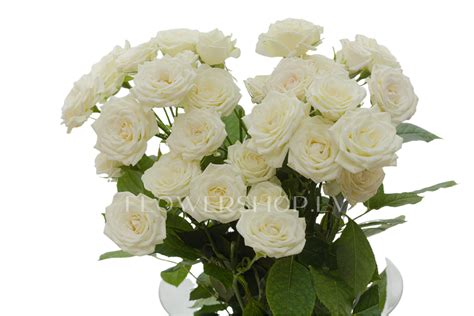 Кустовые Розы белые Josephine — купить в Риге на сайте FlowerShop.lv