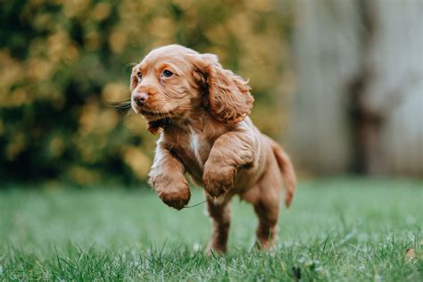 English Cocker Spaniel Facts