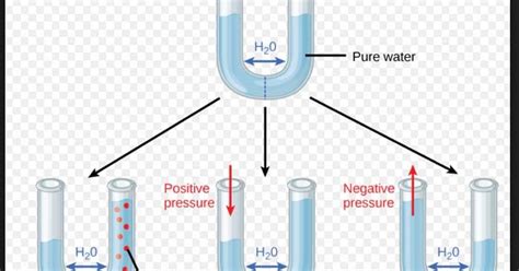 Relationship Between Osmotic Potential And Pressure Potential With Water Potential ~ Dhirajs Blog