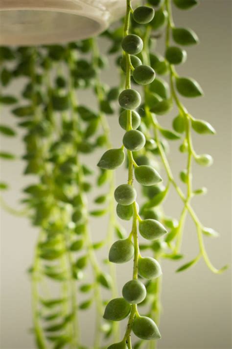 How To Grow String Of Pearls The Uniquely Versatile Houseplant