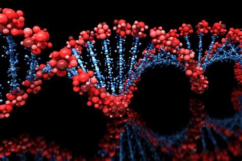 Genes Function Makeup Human Genome Project And Research