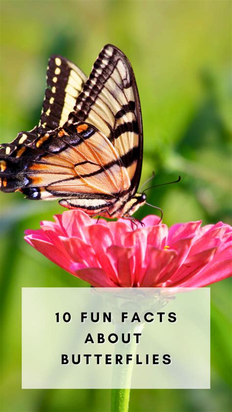 Beautiful Facts About Butterflies