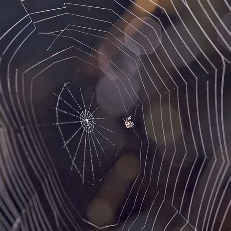 Spider Silk Digital World Biology