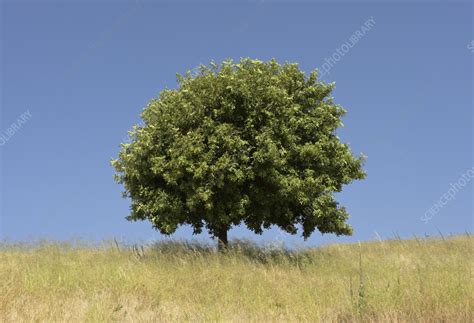 Carob Tree Growing In Greece Stock Image C056 6989 Science Photo Library