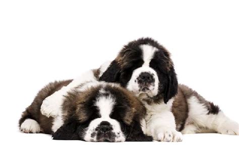 Cio De Pets Como Cuidar De Gatas E Cadelas CachorroGato