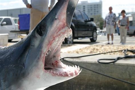 MAKO SHARK Photos Info Catch Cook Buy