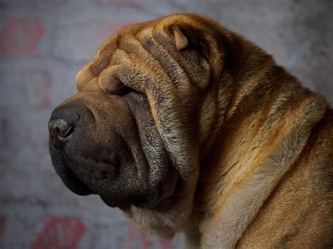 The Moody Noodie R Sharpei