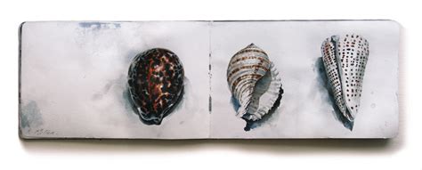 Three Seashells Mymoleskine Community