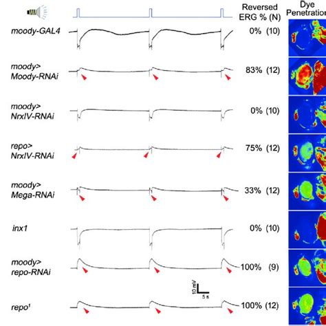 Polyq Expanded Protein Expression In Bbbbrb Glia Is Sufficient To