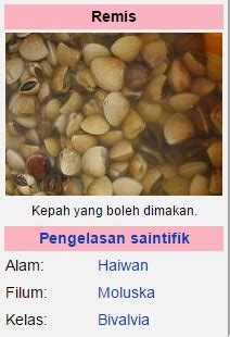 Leenazi Tibanya Musim Siput Kemudi And Siput Gayam Kepah