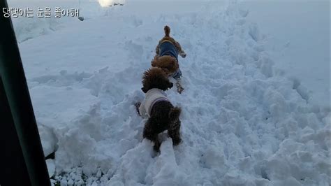 상추깻잎 폭설에 강아지 2탄 댕댕이는 눈을 좋아해 Youtube