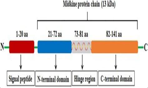 Structure Of Human Midkine Protein Zhang Et Al 2021 Download
