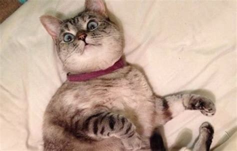 Conoce a la gatita con más seguidores