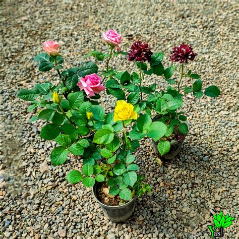 رز هلندی مجتمع تولیدی گل و گیاه گلستان یاس