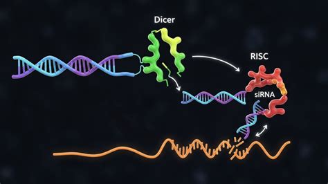 Rna Interference Gene Silencing From Biology To Medicine