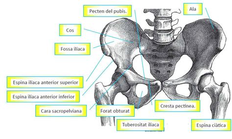 HUESOS DE LA CINTURA PELVICA Mind Map
