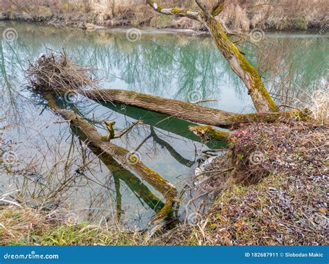 Fallen Trees In The River Due To Lateral Soil Erosion Stock Image