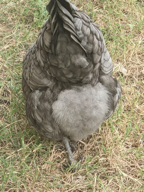 Fluffy Butt Rchickens