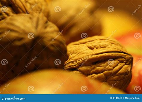 Nut Stock Image Image Of Juicy Agriculture Horticultural 8144613