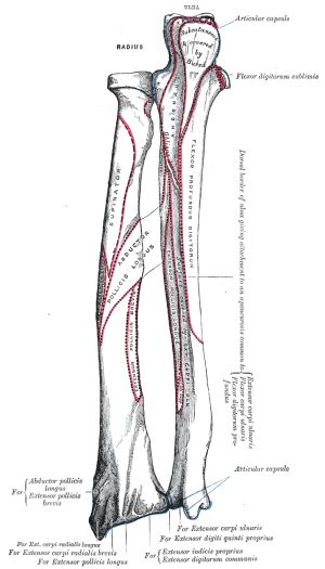 Radial Styloid Fracture Splint