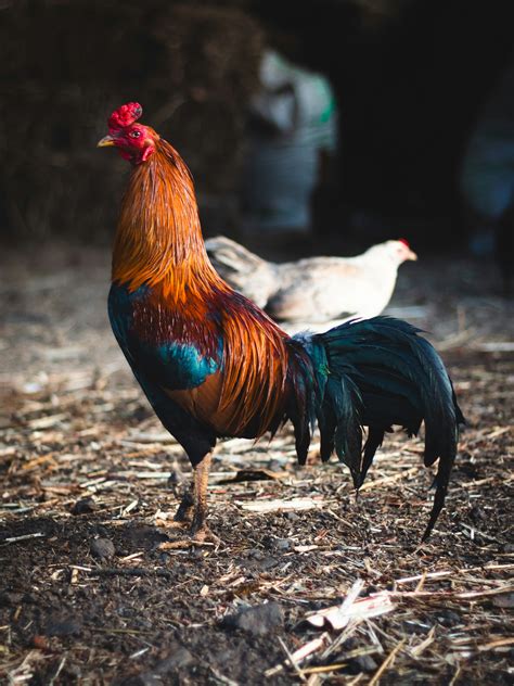Cock Bird Pictures Download Free Images On Unsplash