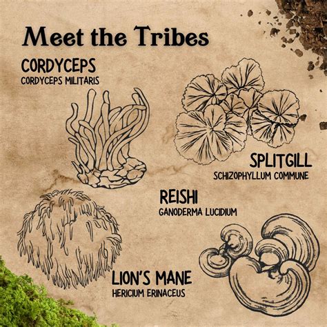 Tiny Tribes Chiang Mai