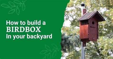 How To Build A Bird Box In Your Backyard An Easy Project