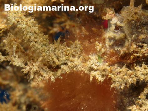Anfipode Tubicolo Jassa Biologia Marina Del Mediterraneo