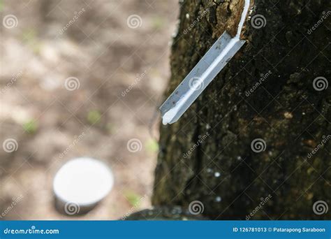 Natural Rubber Latex Trapped From Rubber Tree In Thailand Stock Image Image Of Tropical Wood