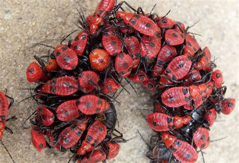 What Do Assassin Bugs Eat Are They Beneficial Predators Whats That