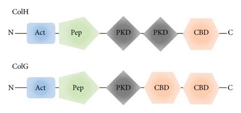 Schematic Diagram Of The Domain Architectures Of Colg And Colh Act Download Scientific
