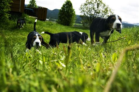 Cachorros Filhotes Animais De Foto Gratuita No Pixabay Pixabay