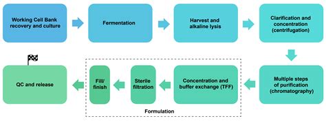 Gmp Plasmid Manufacturing Vectorbuilder