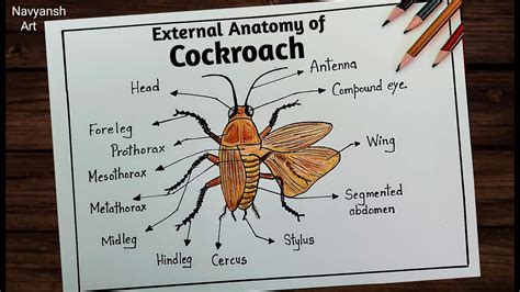 External Anatomy Of Cockroach Diagram Drawing Step By Step How To