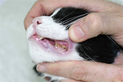 Cat Gingivitis