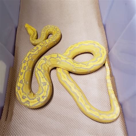 Purple Phantom Sunfire Reticulated Python By Revered Retics