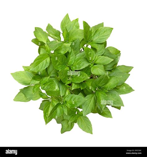 Thai Basil From Above Isolated From Above Fresh Early Season Ocimum Basilicum Var