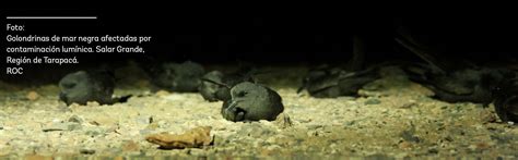 Se Lanza El Primer Plan De Acción Para La Conservación De Aves Playeras