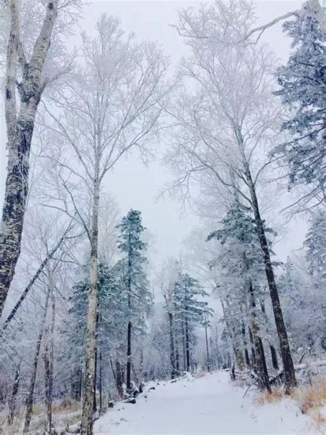 东北雪乡大雪美景 搜狐