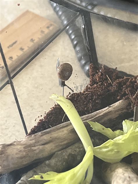 How Big Do Snails Grow R Snails