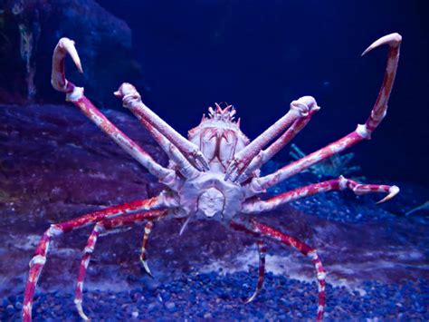 Japanese Giant Spider Crab