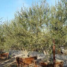 Fruitless Wilsonii Olive Trees Outlet Online