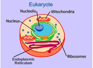 Lecture 5 Anatomy Of Eukaryotic Cells And Microorganisms Flashcards