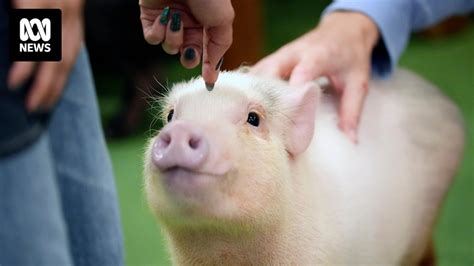 Micro pigs take prominence over coffee at this Japanese cafe - ABC News