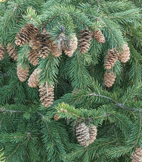 Spruce Trees For Sale Online Multiple Varieties Available — Gardens
