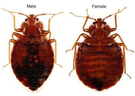 Bed Bug Identification Guide