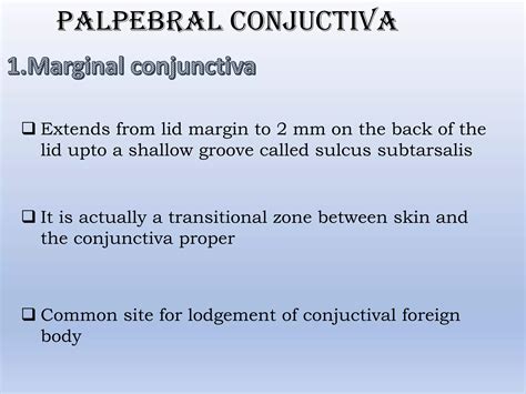 Anatomy Of Conjunctiva Pdf