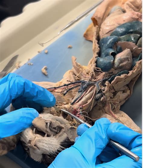 Respiratory Cat Dissection Diagram Quizlet