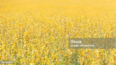 Sunn 마 인도 대 마의 꽃 필드 마드라스 대 마 또는 Crotalaria Juncea의 노란 꽃은 녹 비 사료 유기 토양