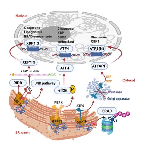 Activation Of Unfolded Protein Response Downstream Pathways Under Er
